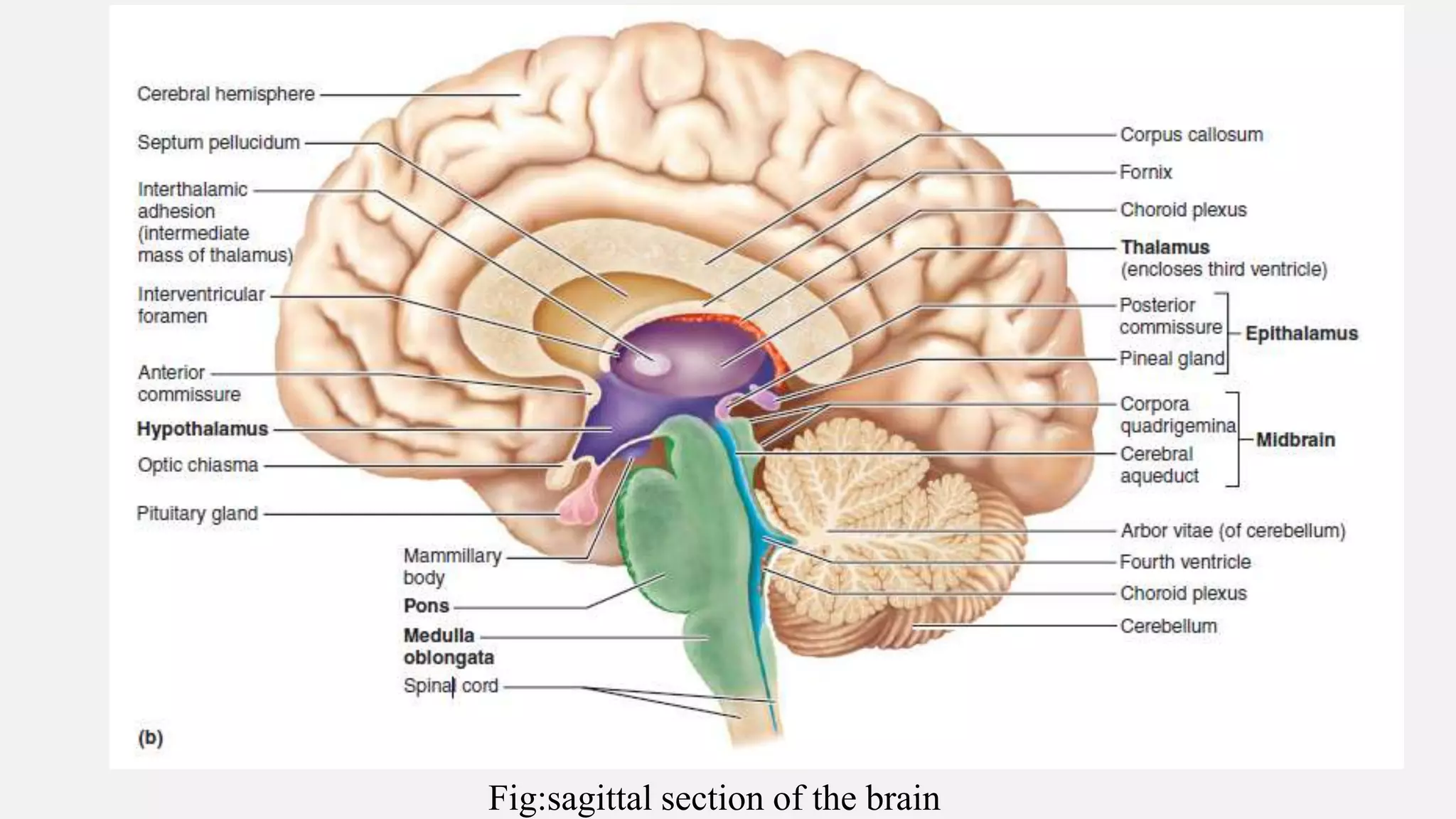 Ncct and cect brain and orbit | PPTX