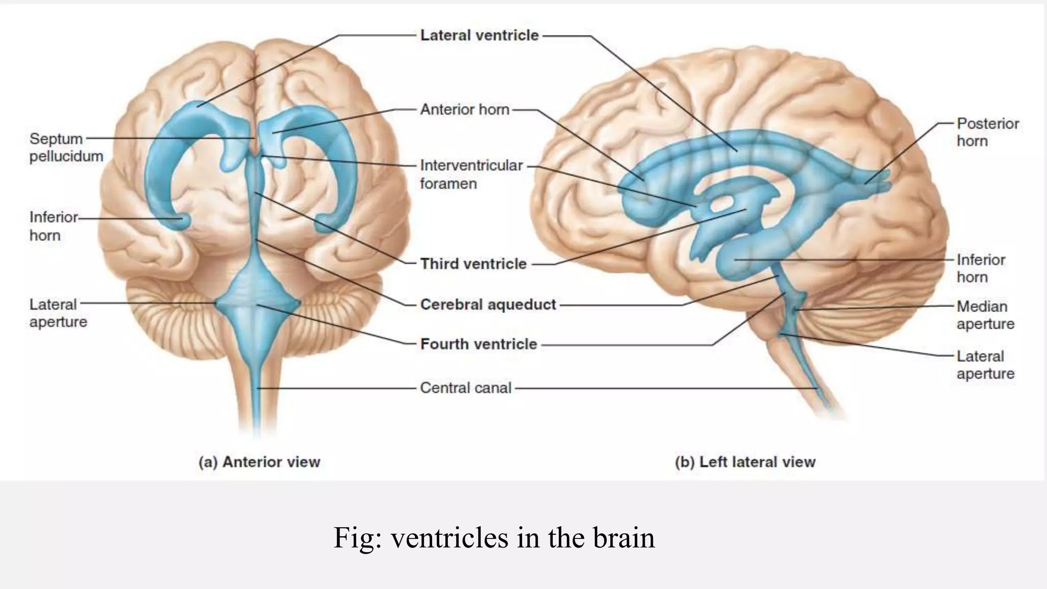 Ncct and cect brain and orbit | PPTX | Blood Disorders | Diseases and ...