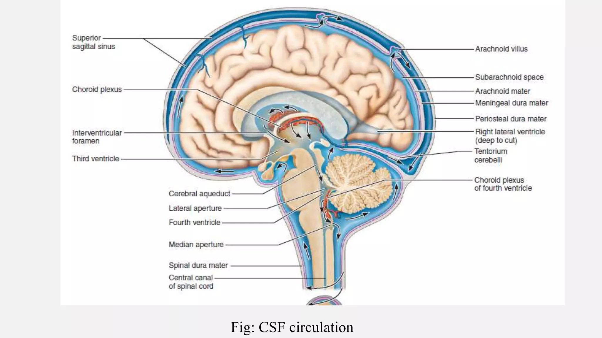 Ncct and cect brain and orbit | PPTX