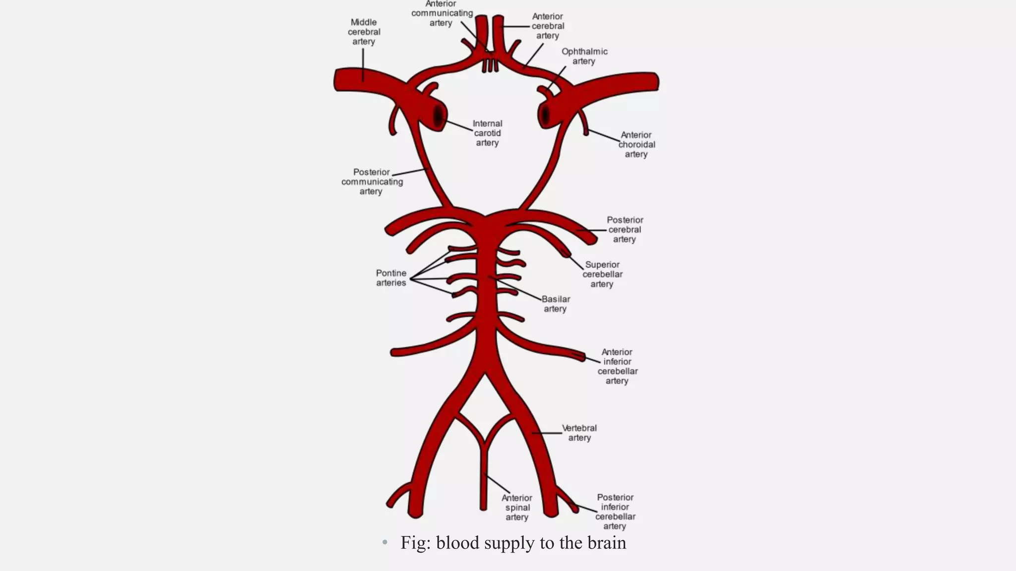Ncct and cect brain and orbit | PPTX
