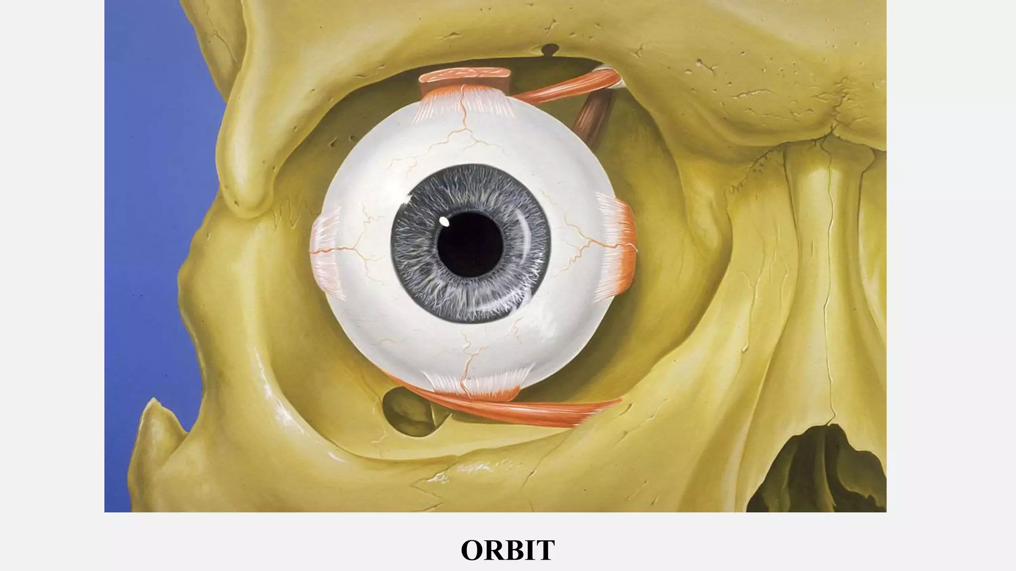 Ncct and cect brain and orbit | PPTX