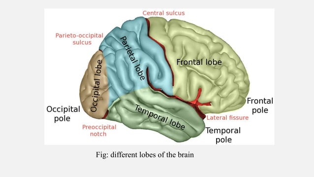 Ncct and cect brain and orbit | PPTX | Blood Disorders | Diseases and ...