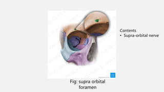 Ncct and cect brain and orbit | PPTX