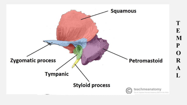 Ncct and cect brain and orbit | PPTX | Blood Disorders | Diseases and ...