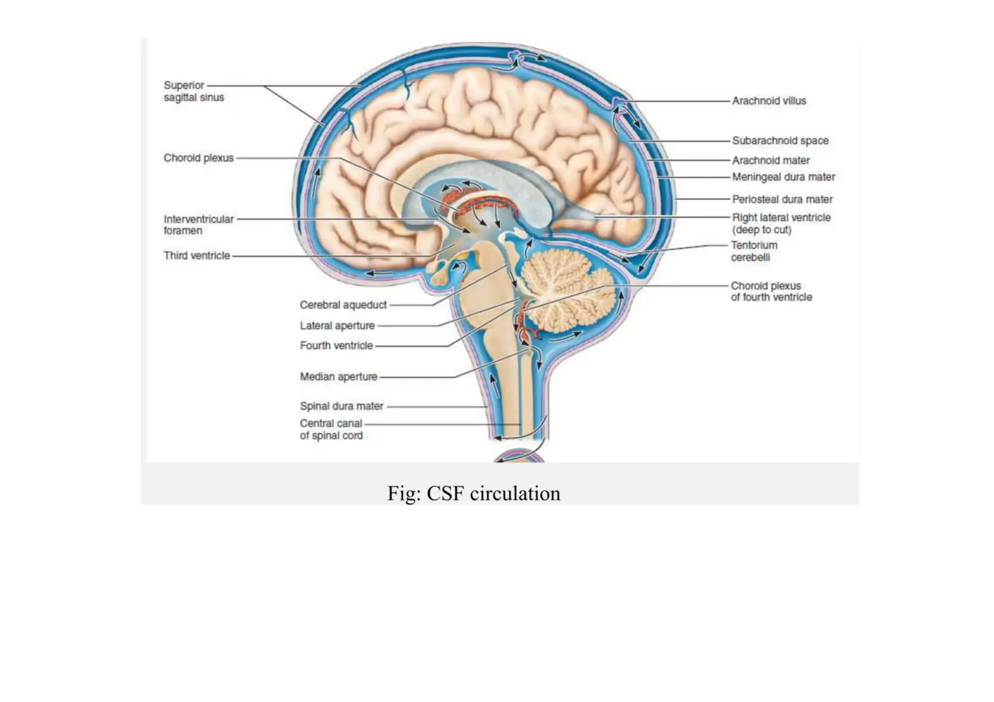 NCCT BRAIN Tutorial.pdf it have details of brain | PDF