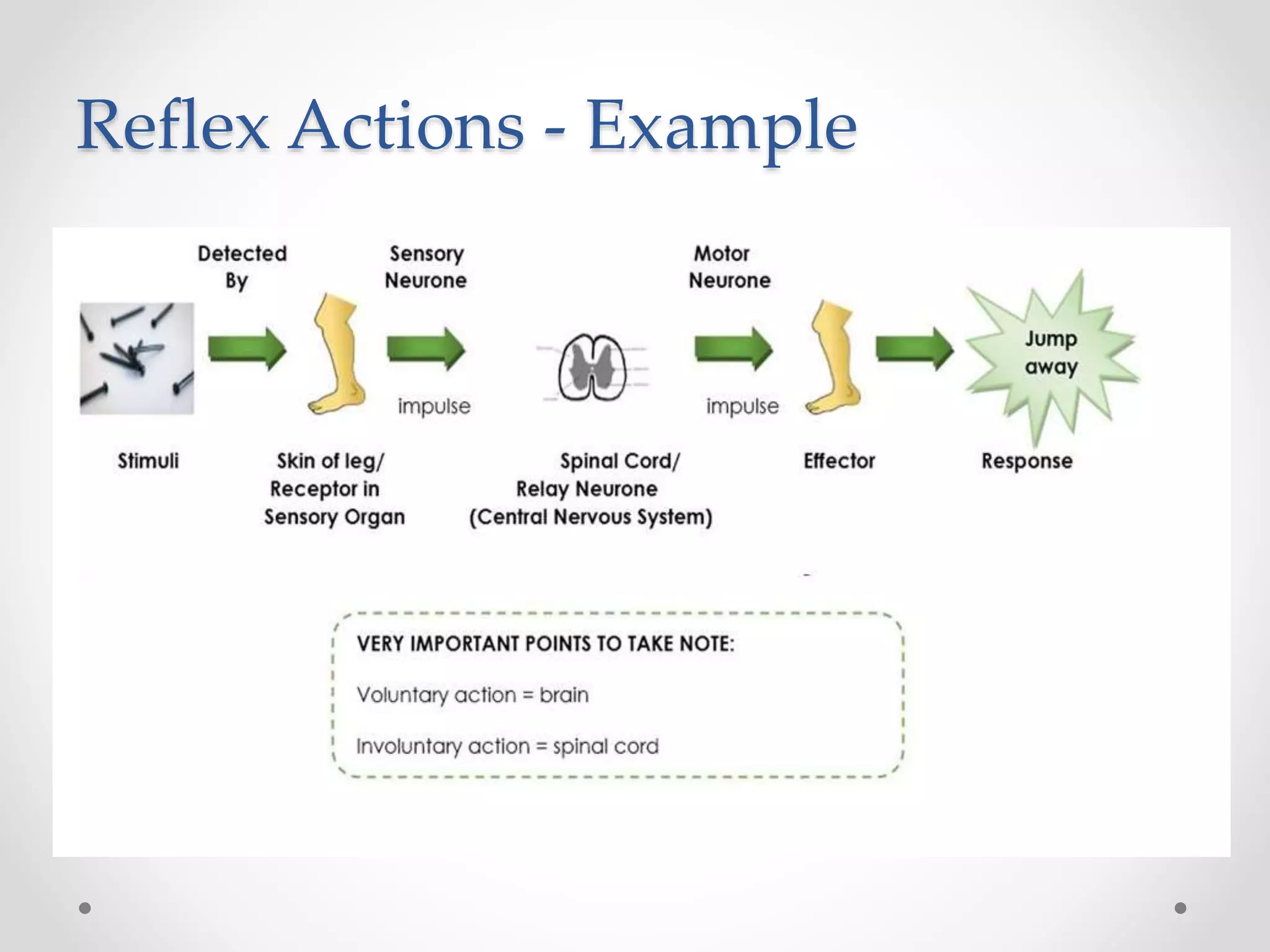 Ncert class 10 - science - chapter 7 - control and coordination | PPTX