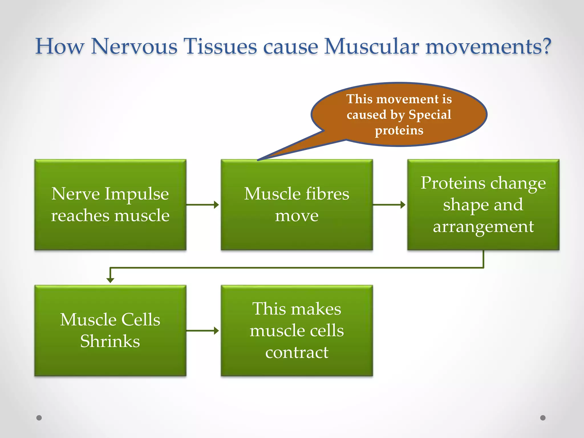 Ncert class 10 - science - chapter 7 - control and coordination | PPTX