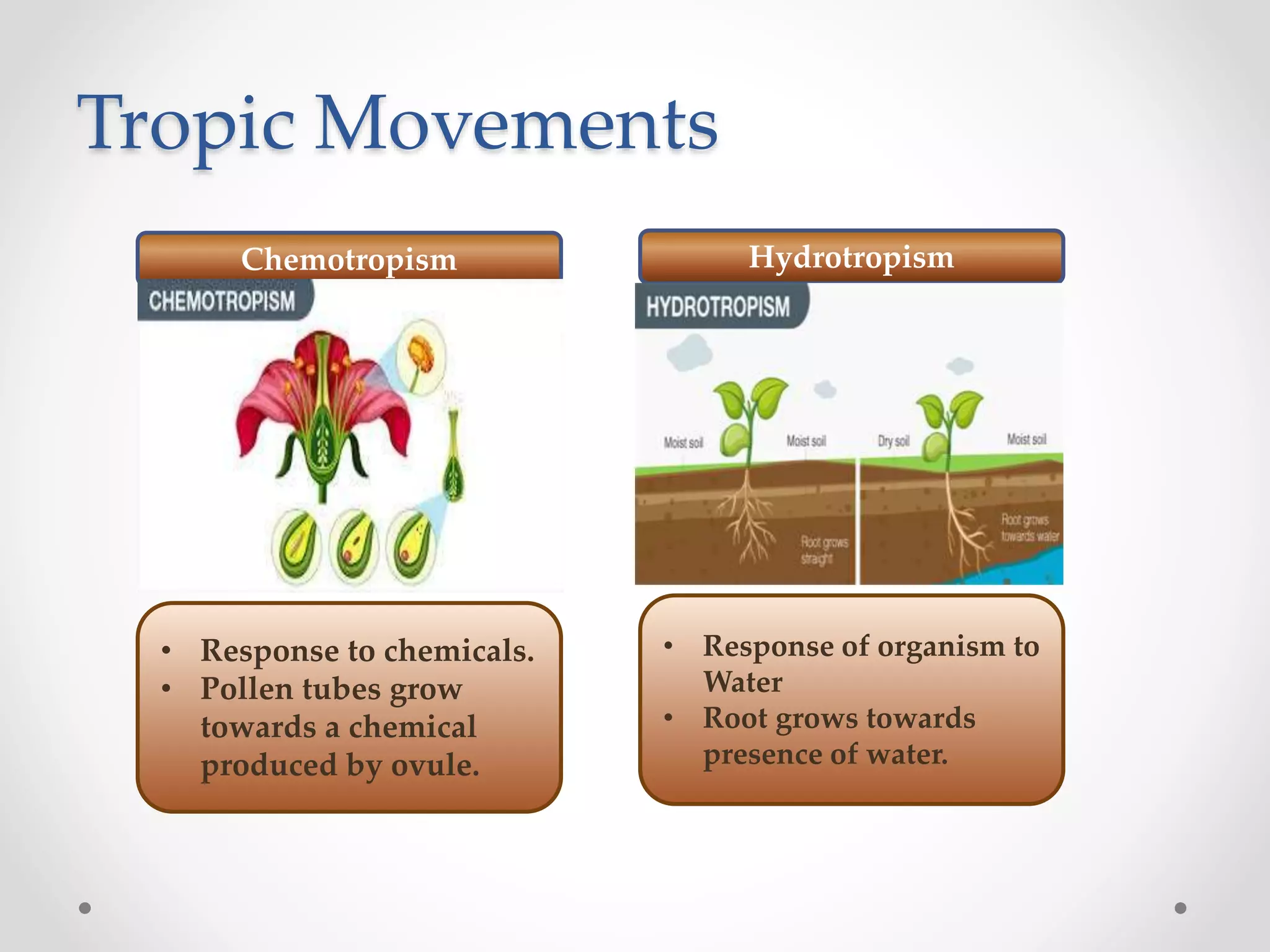 Ncert class 10 - science - chapter 7 - control and coordination | PPTX