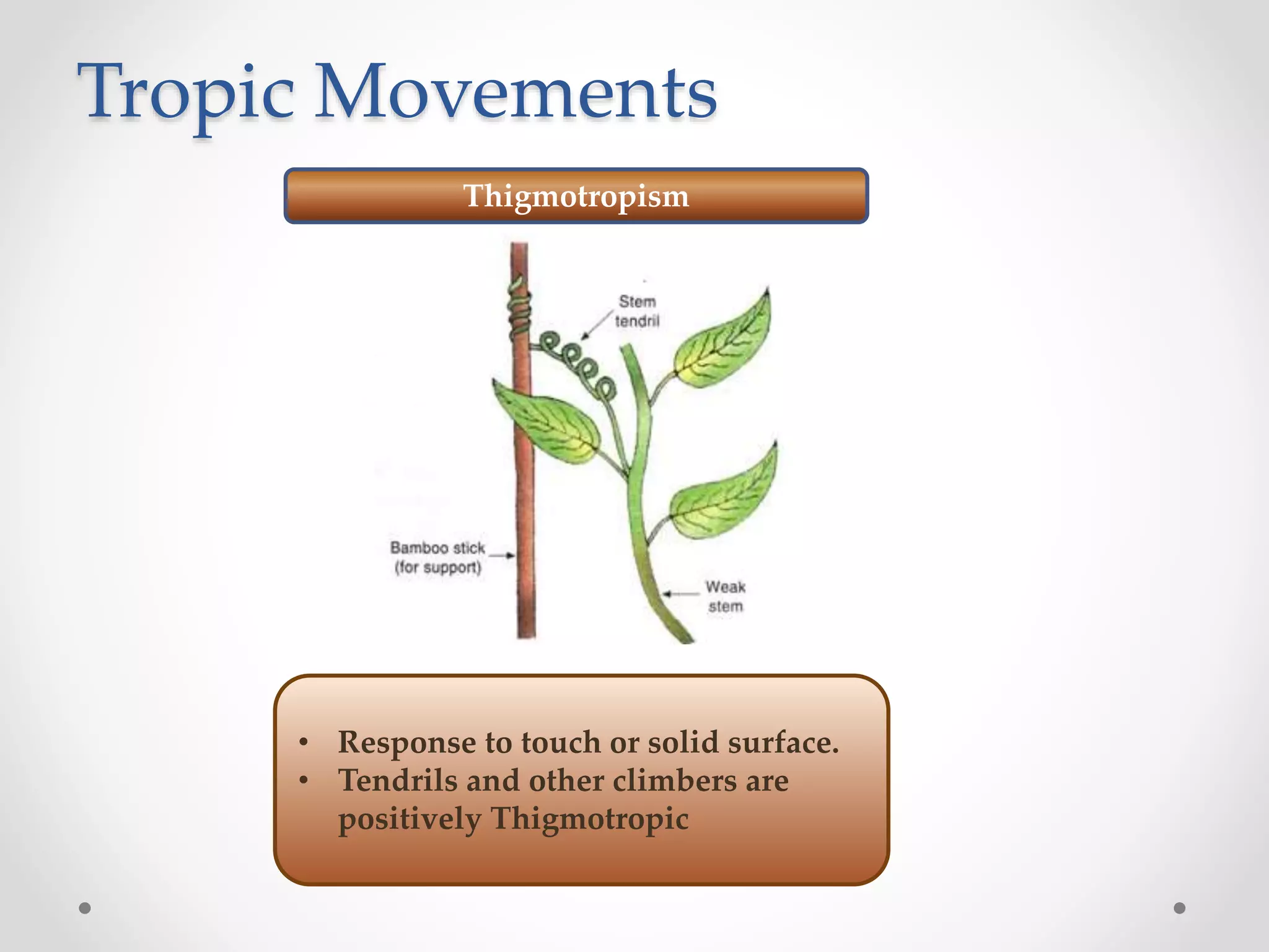 Ncert class 10 - science - chapter 7 - control and coordination | PPTX