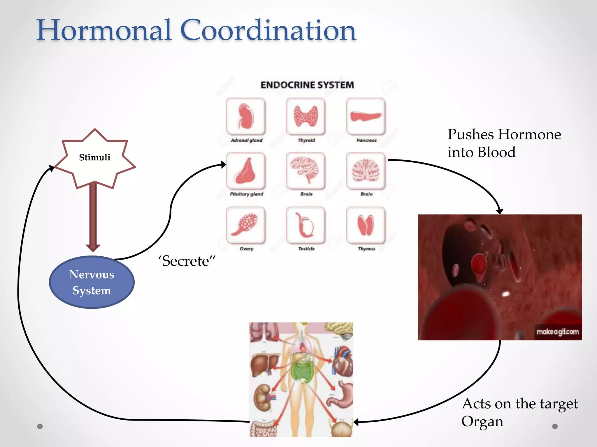 Ncert class 10 - science - chapter 7 - control and coordination | PPTX