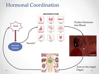 Ncert class 10 - science - chapter 7 - control and coordination | PPTX