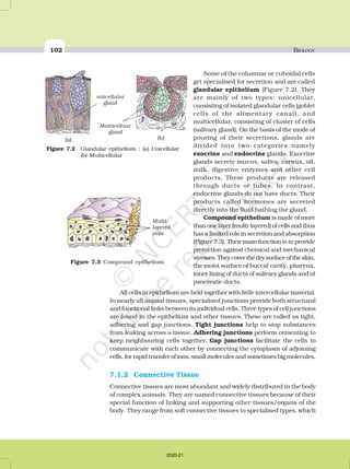NCERT Animal tissues.pdf class 11 biology | PDF