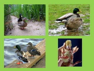 Ànecs | PPT