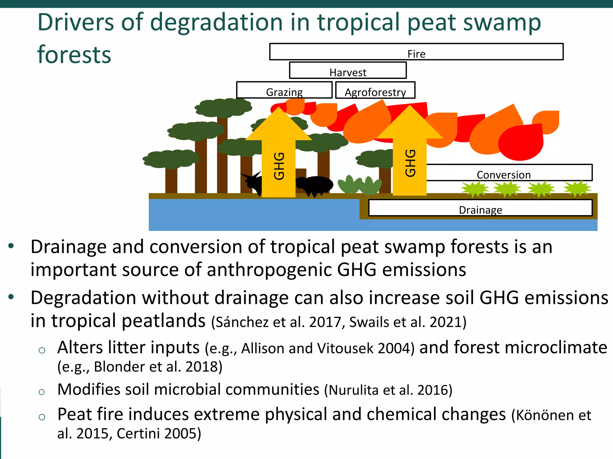 Degradation increases peat greenhouse gas emissions in undrained ...