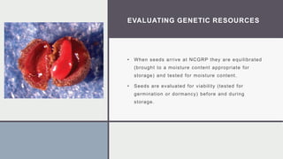 National Center for Genetic Resources Fort Collins.pptx