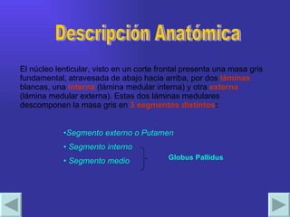 NúCleo Lenticular | PPT