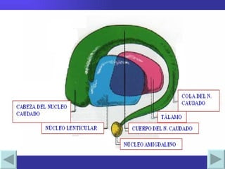 NúCleo Lenticular | PPT