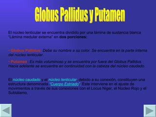 NúCleo Lenticular | PPT