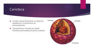 Núcleo celular | PPT