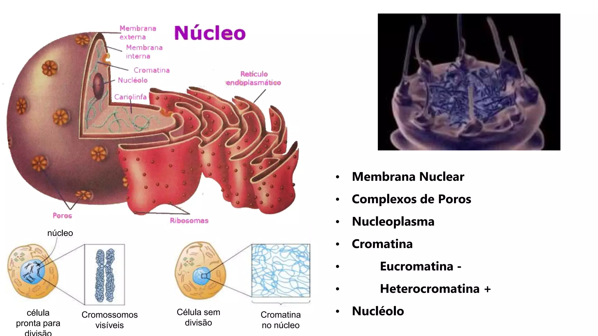 Núcleo Celular e Ciclo Celular | PPT