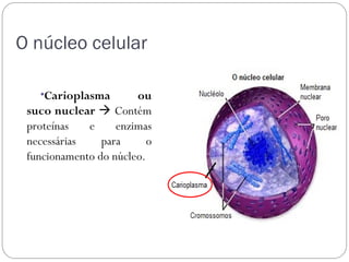 Núcleo Celular e Cromossomos-1ºano-ATUALIZADO.ppt