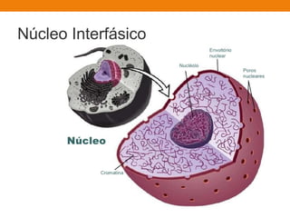 NÚCLEO INTERFÁSICO E DIVISÃO CELULAR.ppt