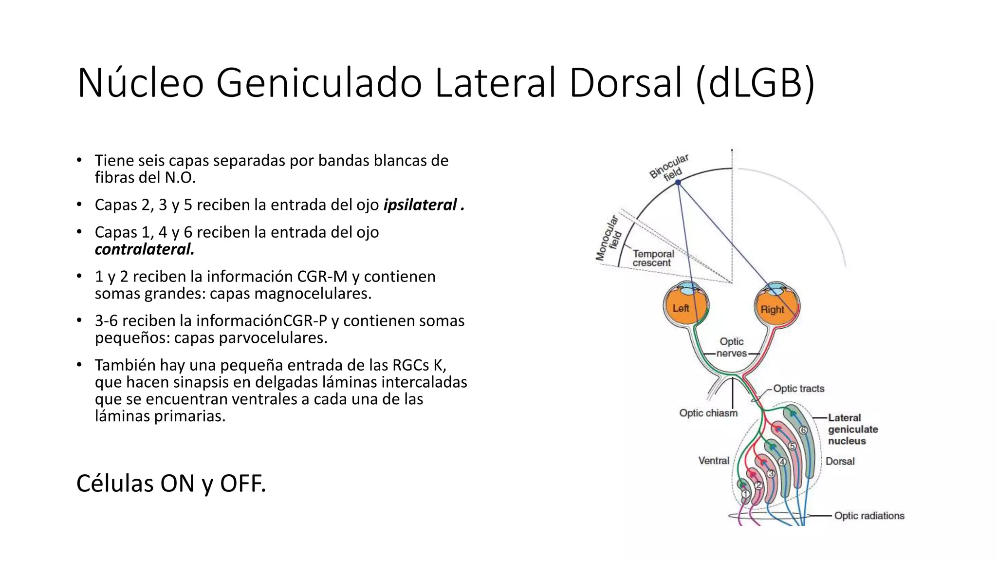 Núcleo Geniculado Lateral y.pptx