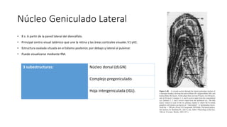 Núcleo Geniculado Lateral y.pptx