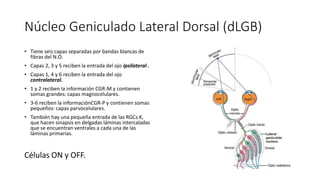 Núcleo Geniculado Lateral y.pptx