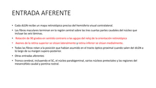 Núcleo Geniculado Lateral y.pptx
