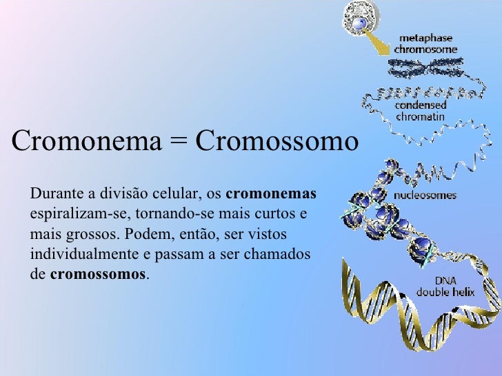 Núcleo interfásico e mitose