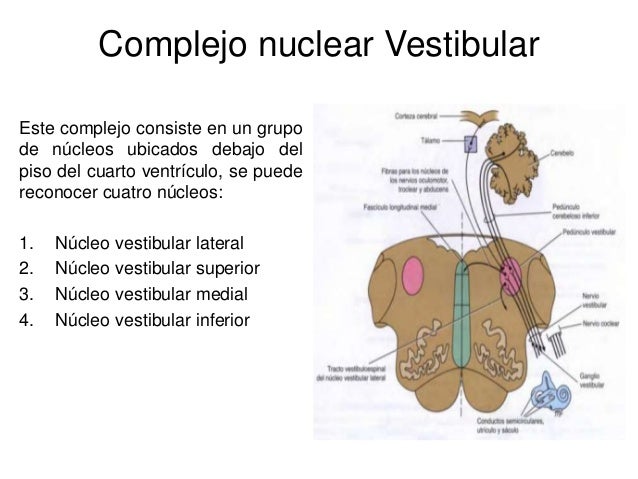 Núcleos de-los-nervios-craneales-sus-conexiones -ALEJANDRA CACERES