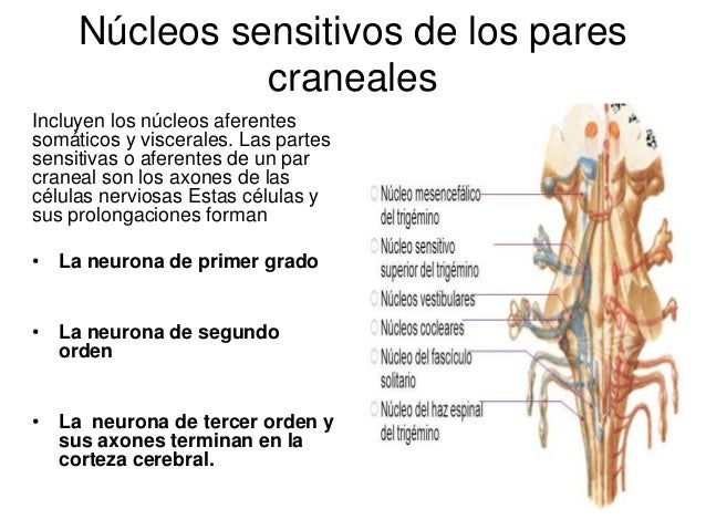 Núcleos de-los-nervios-craneales-sus-conexiones -ALEJANDRA CACERES