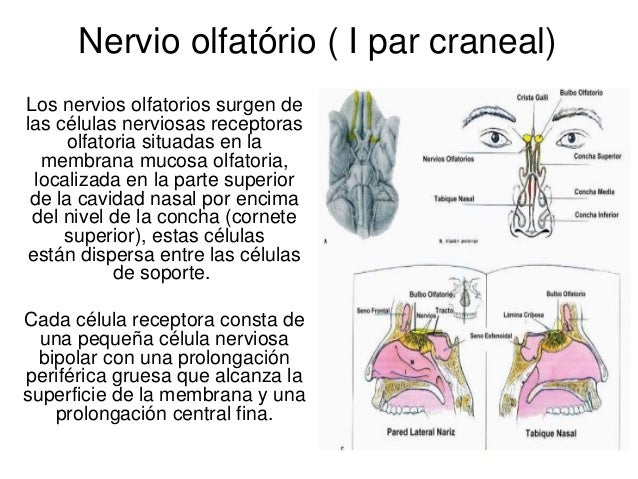 Pares Craneales 1 Nervio Olfativo I 2 Nervio Ptico