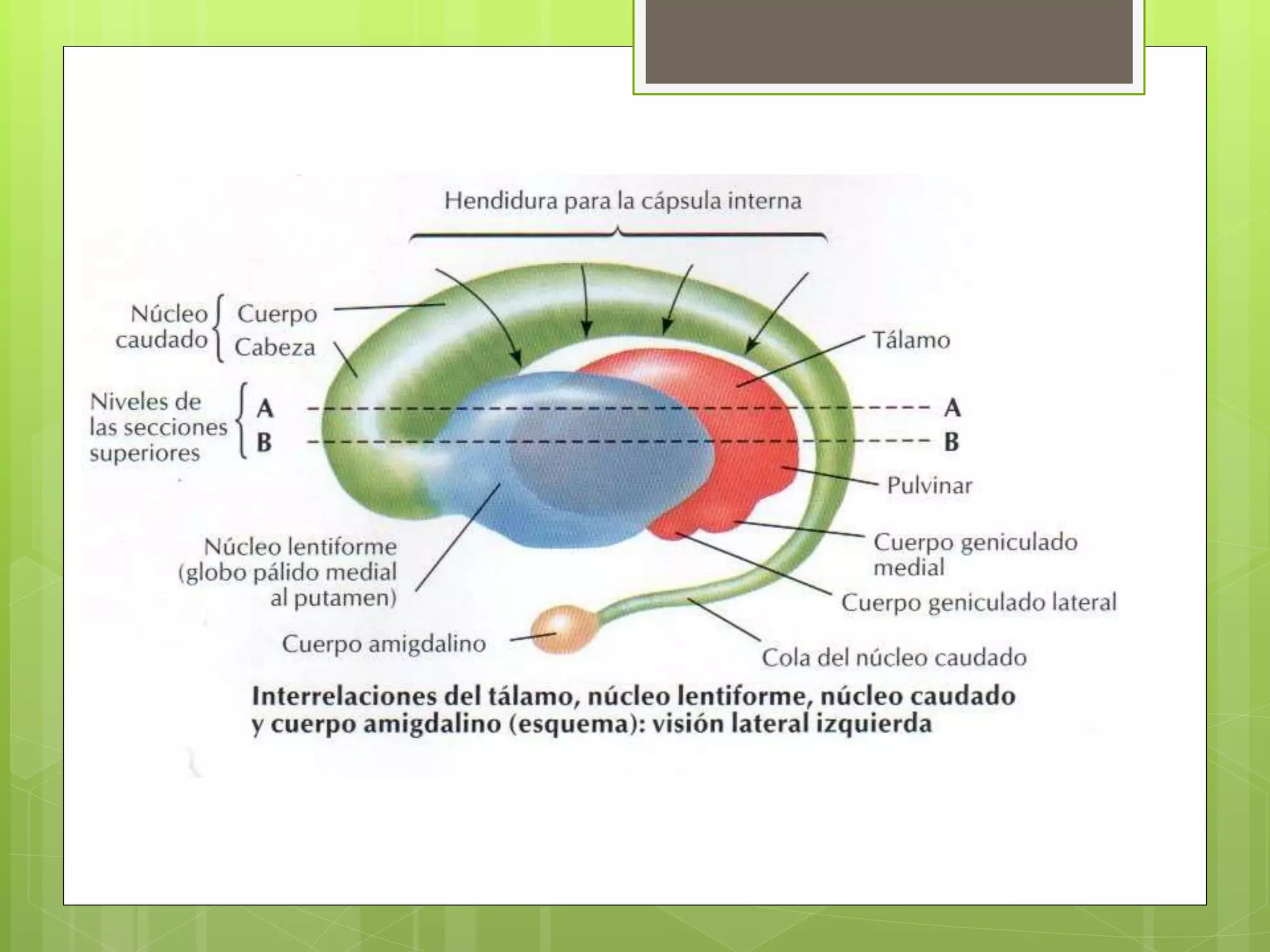 Núcleos de la base | PPT