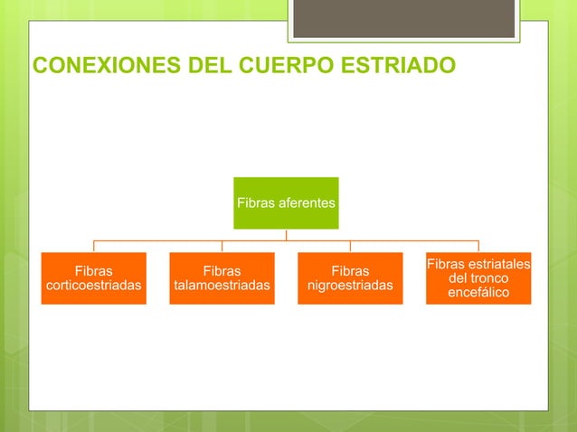 Núcleos de la base | PPTX