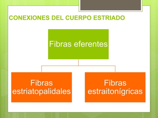 Núcleos de la base | PPTX