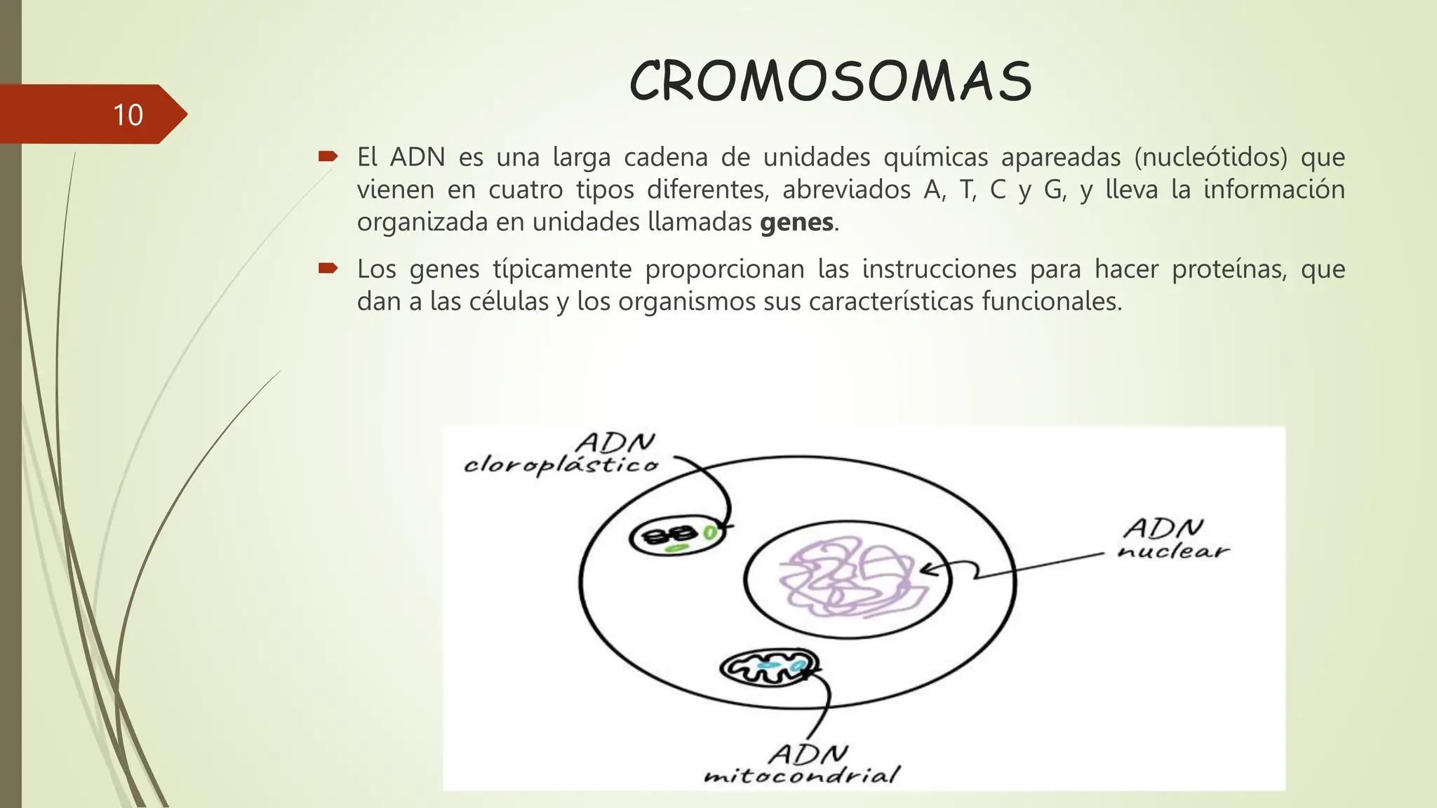 NÚCLEO Y CROMOSOMAS - DESCRUBRIMIEANTO DE LA ESTRUCTURA DEL ADN | PPT