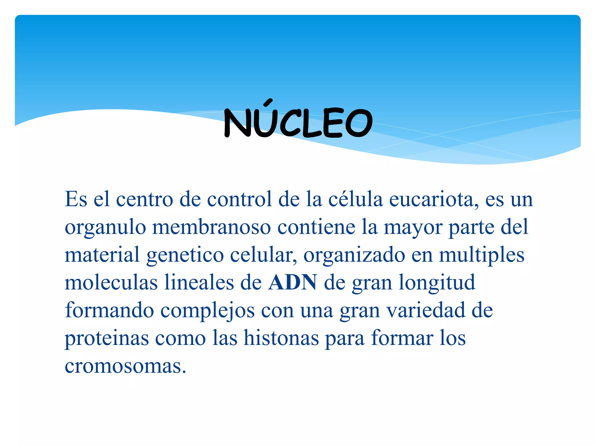 Núcleo y nucleolo - celulas eucariotas | PPTX