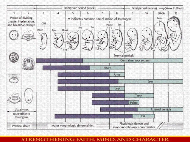 FETAL GROWTH AND DEVELOPMENT AND THE EFFECTS OF TERATOGENS | PPT
