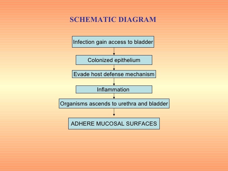 Urinary Tract Infection Pathophysiology Diagram