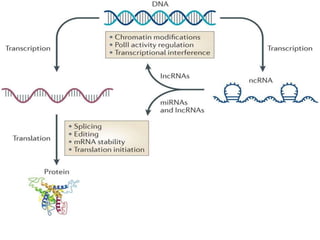 Nc rna in molecular oncology | PPT