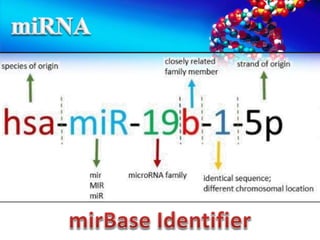 Nc rna in molecular oncology | PPT