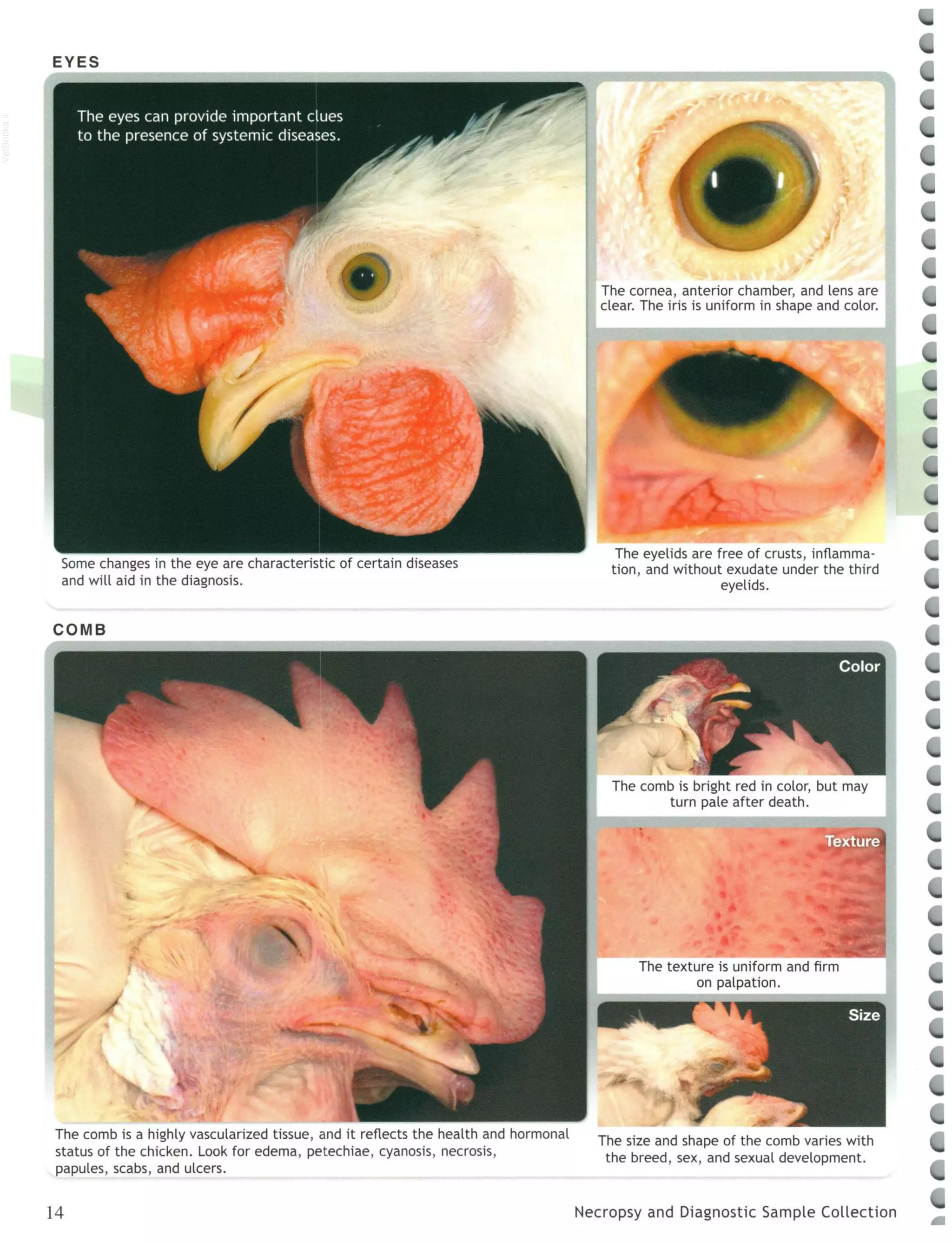 Illustrated Guide to Poultry Necropsy and Diagnosis | PDF