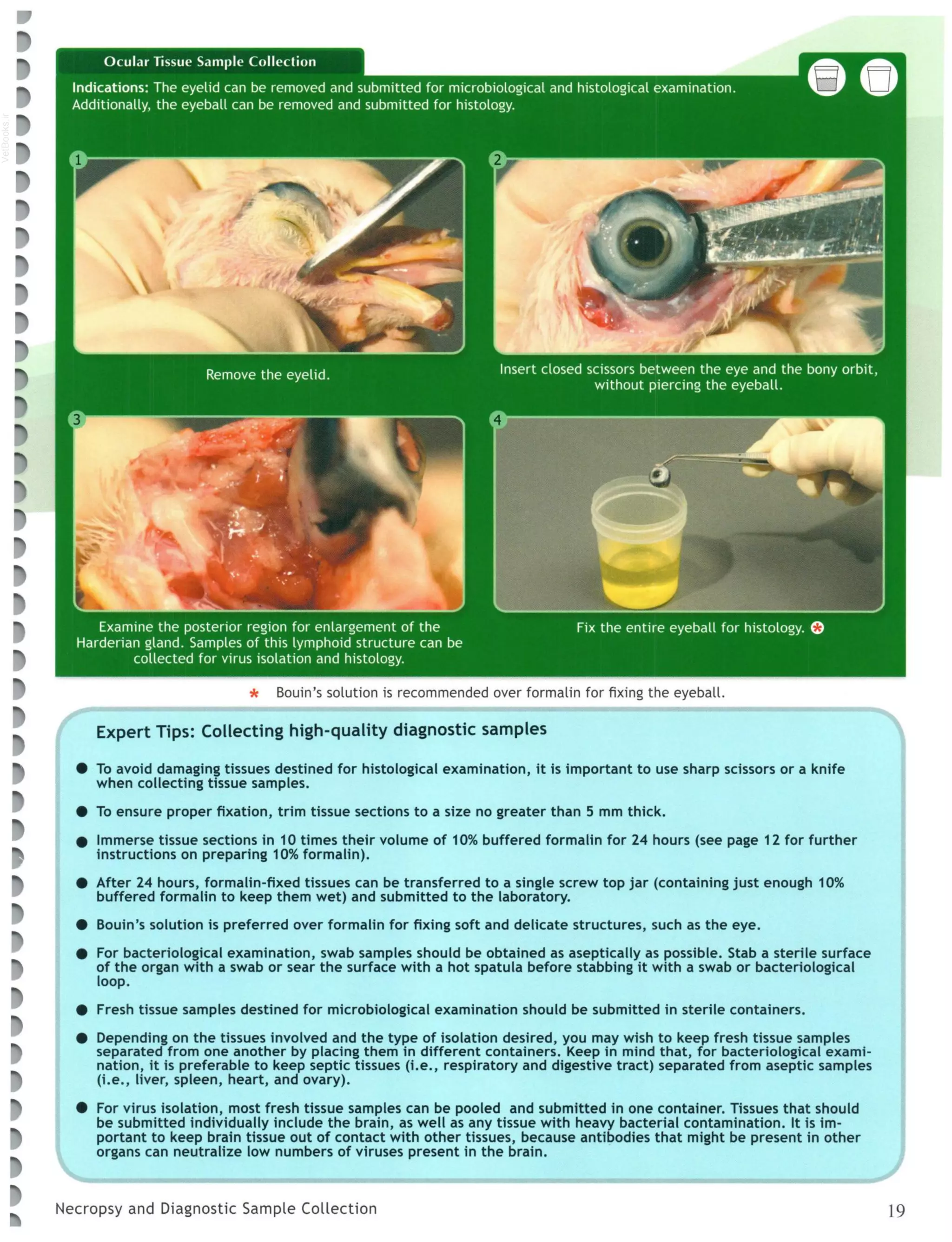 Illustrated Guide to Poultry Necropsy and Diagnosis | PDF