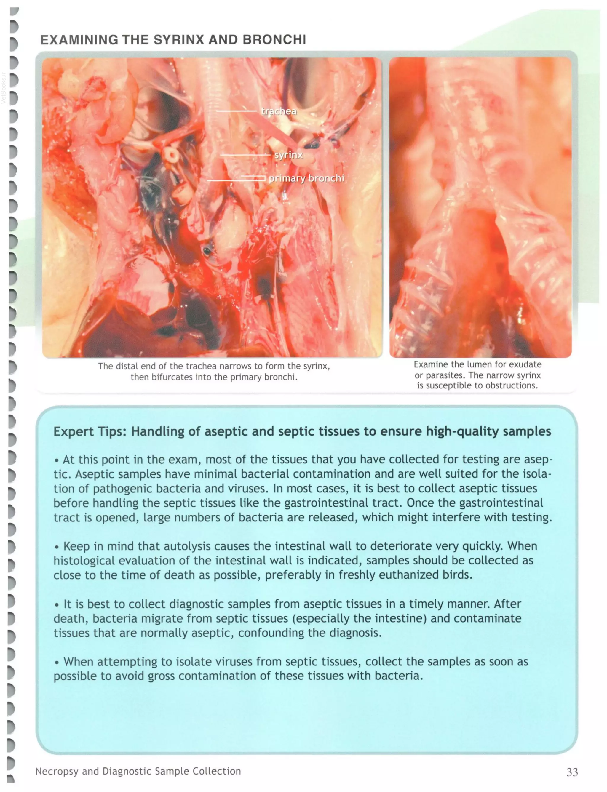 Illustrated Guide to Poultry Necropsy and Diagnosis | PDF
