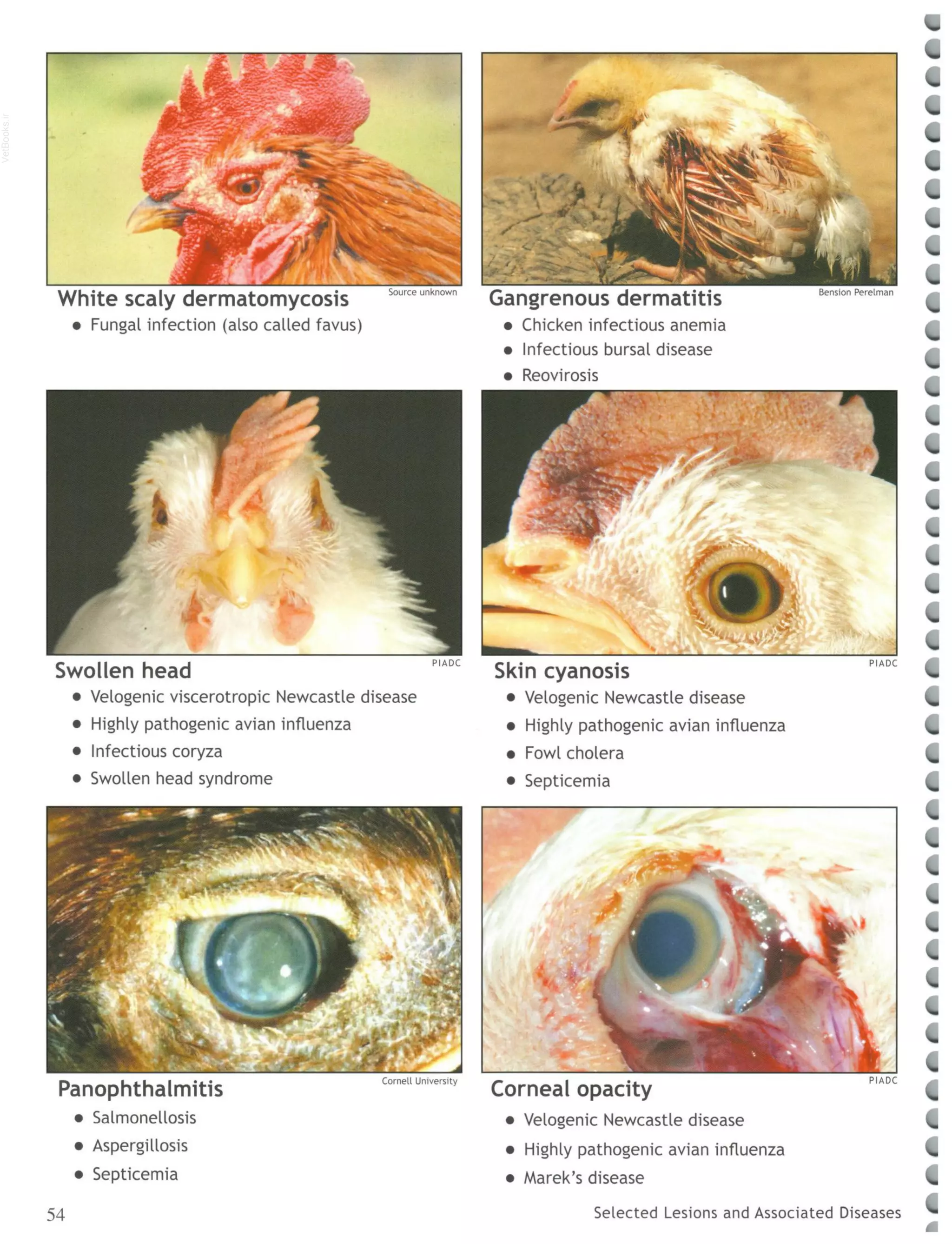 Illustrated Guide to Poultry Necropsy and Diagnosis | PDF