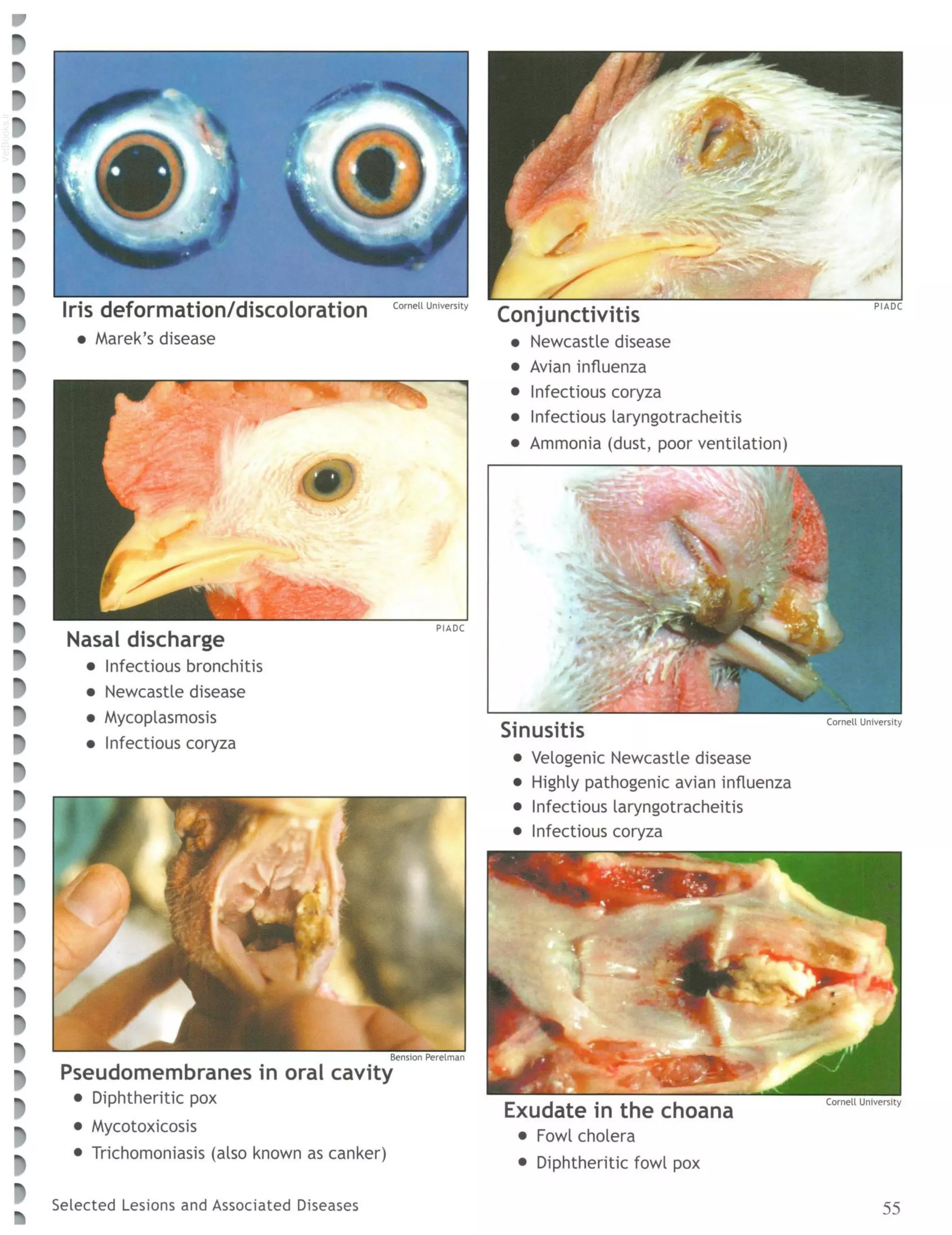Illustrated Guide to Poultry Necropsy and Diagnosis | PDF
