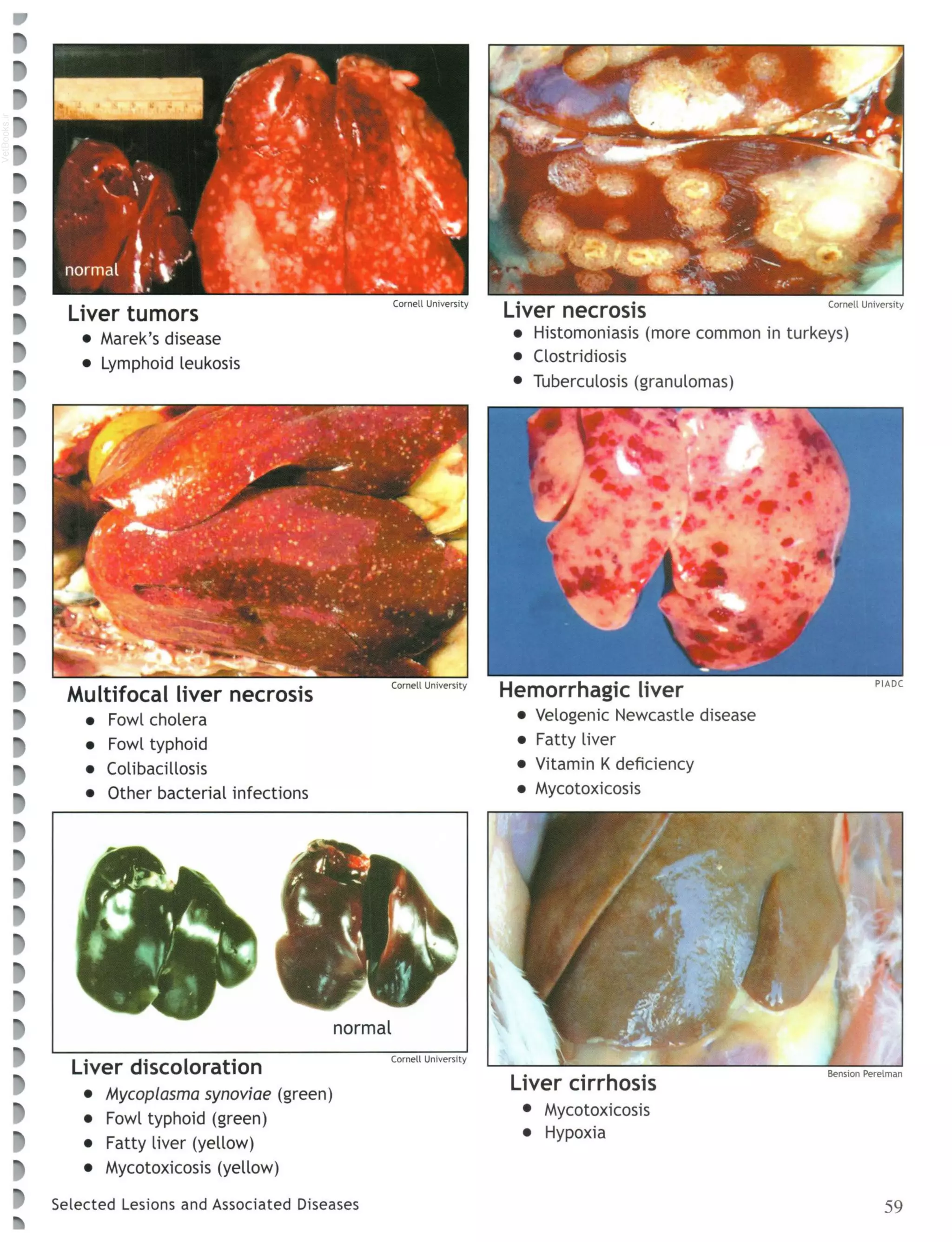 Illustrated Guide to Poultry Necropsy and Diagnosis | PDF