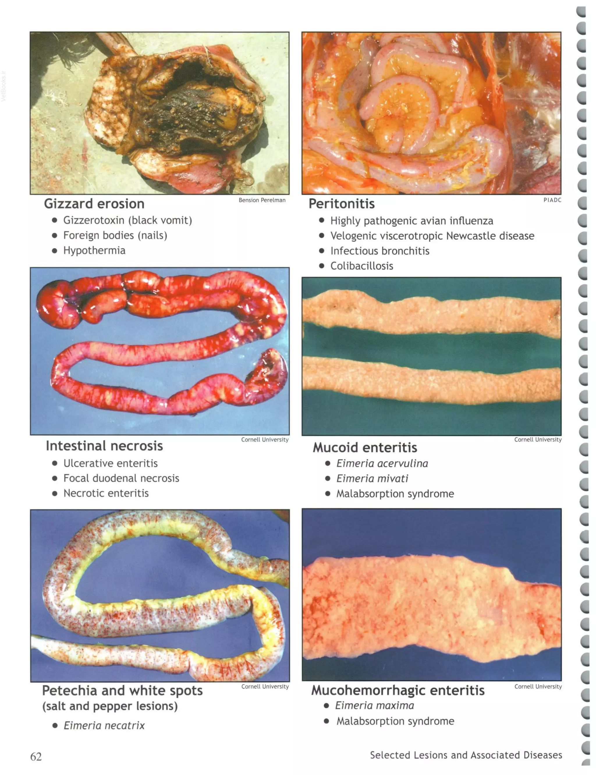 Illustrated Guide to Poultry Necropsy and Diagnosis | PDF